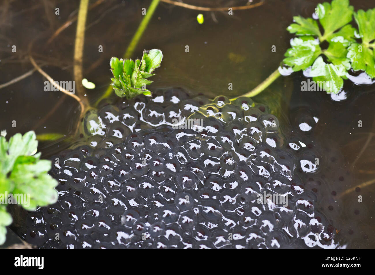 Garden pond in Spring in Scotland - frogspawn freshly laid by mating ...