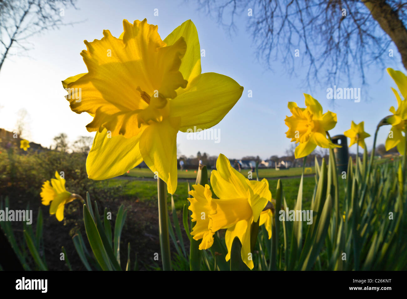 Kelso, Scottish Borders, UK - mole's eye view of daffodils in the ...