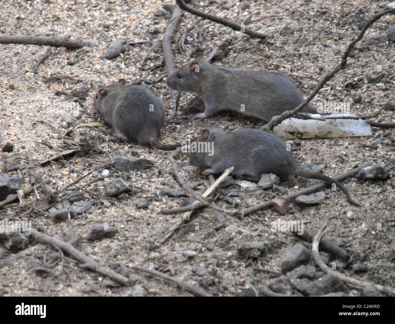 Wild rats, Rattus norvegicus, UK Stock Photo - Alamy