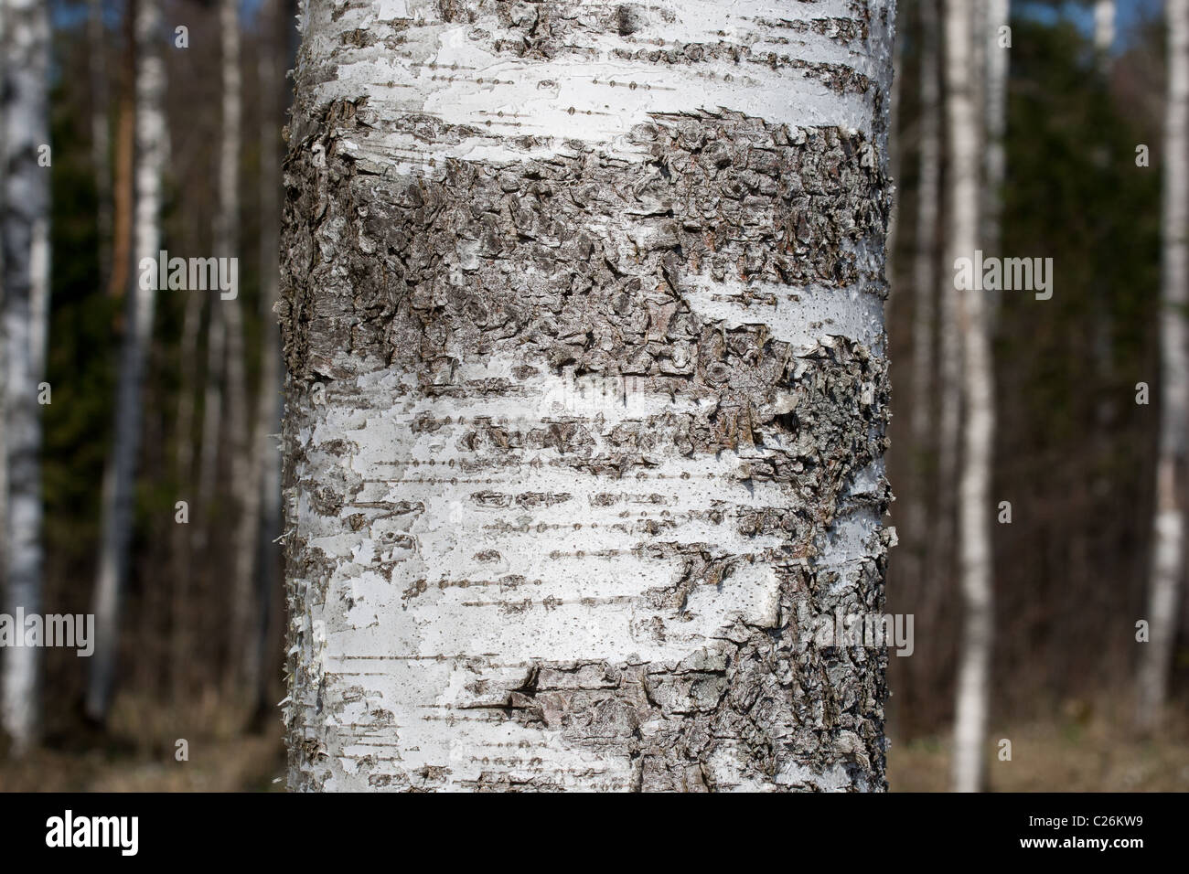 Natural background - close-up of an birch tree Stock Photo - Alamy