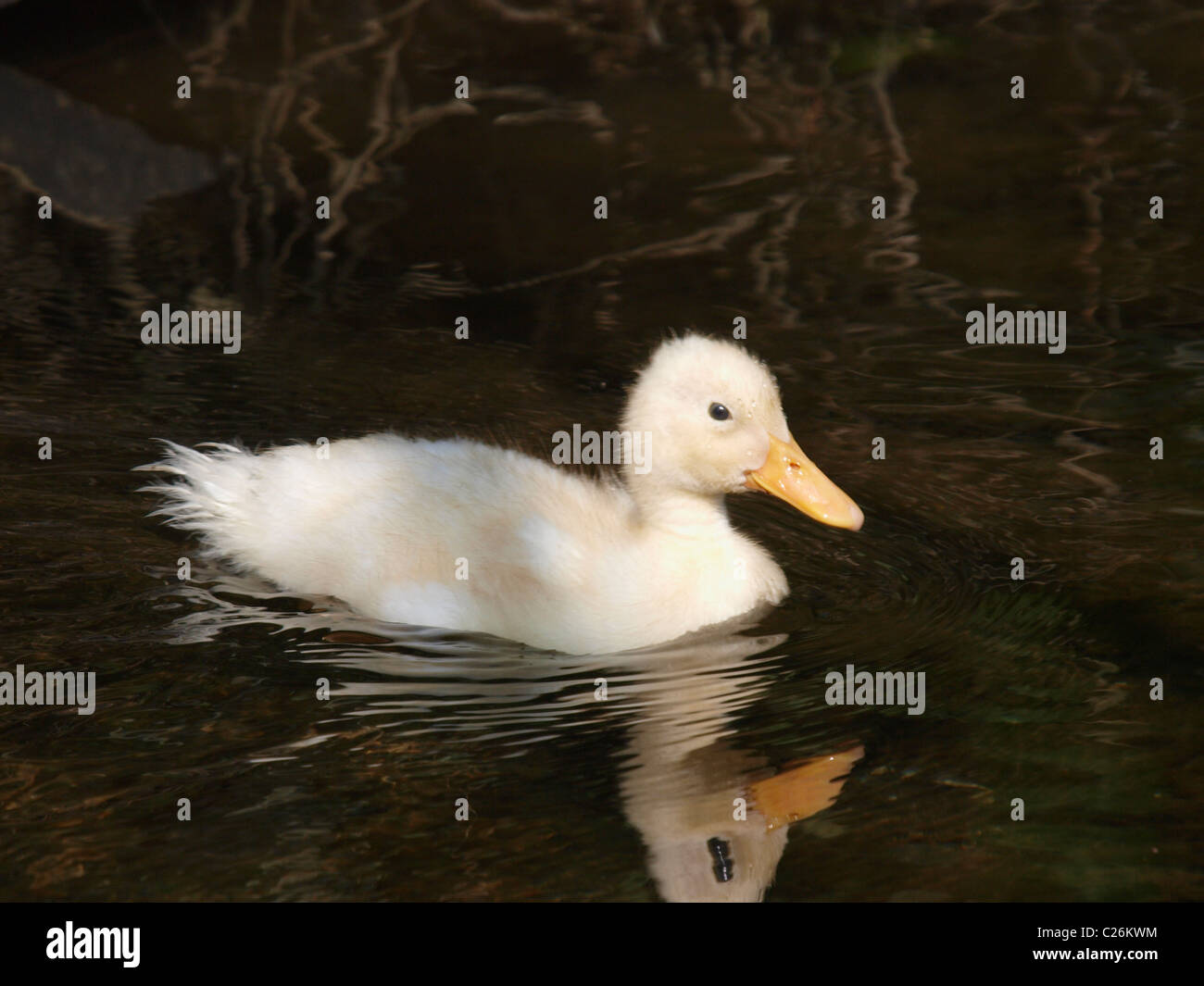 Fluffy yellow duckling, UK Stock Photo - Alamy