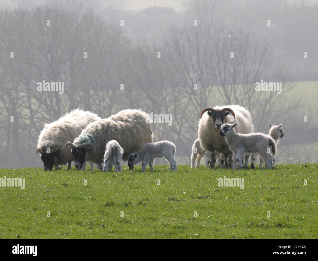 Uk farming family group hi-res stock photography and images - Alamy