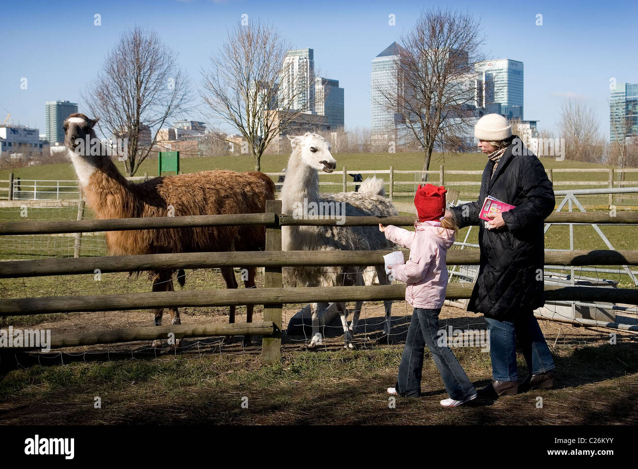 Mudchute City Farm in the shadow of the skyscrapers of Canary Wharf ...