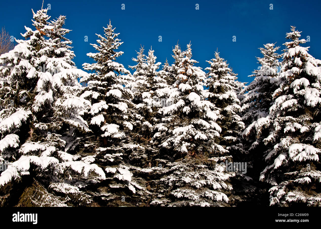 Pine trees snow hi-res stock photography and images - Alamy