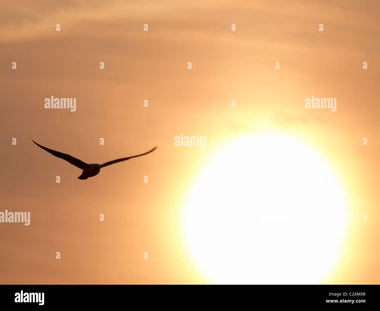 Seagull sunset hi-res stock photography and images - Alamy