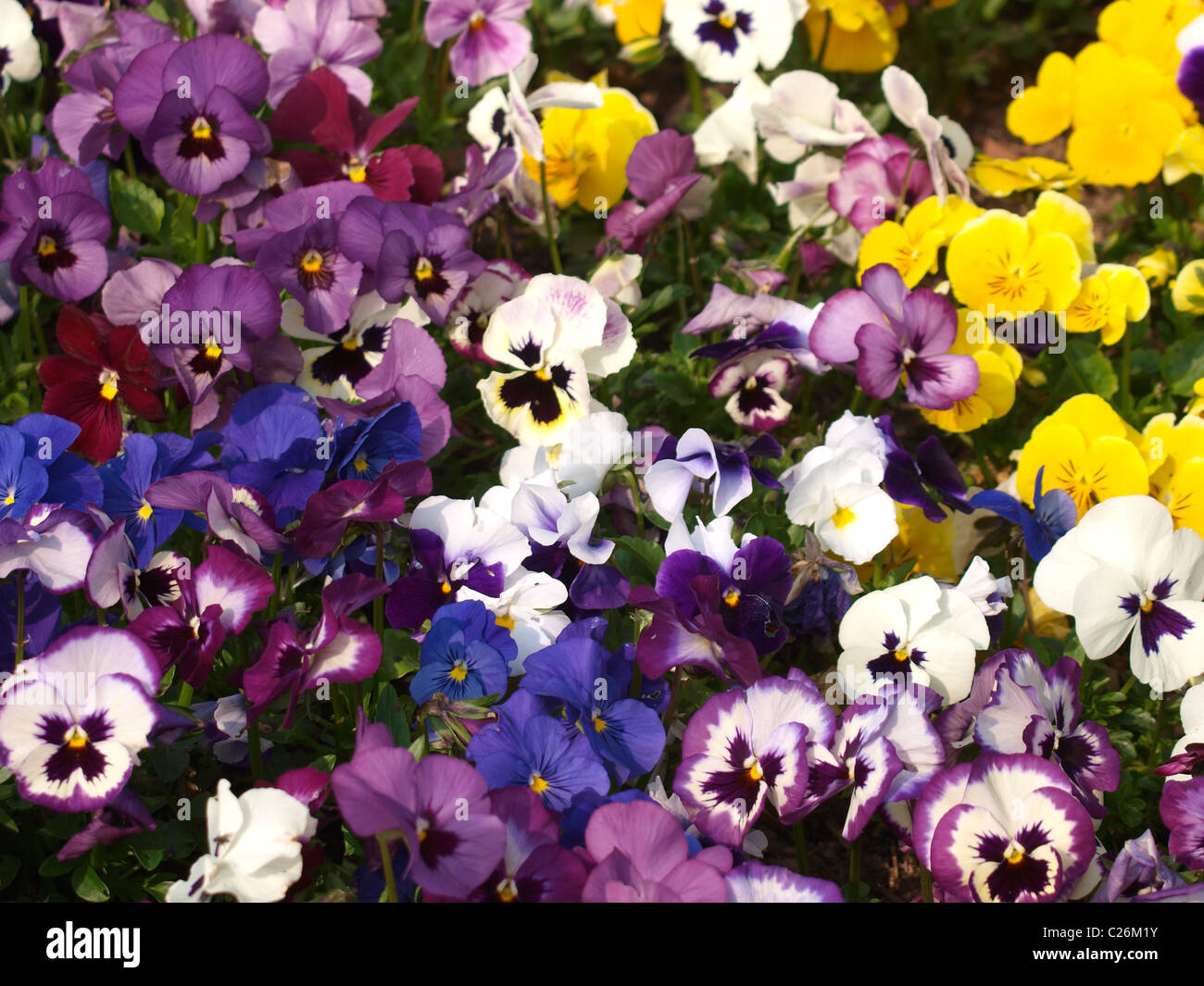 Mixed pansy colours hi-res stock photography and images - Alamy