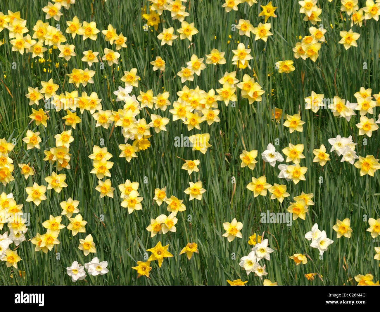Daffodils daffodil flower hi-res stock photography and images - Alamy