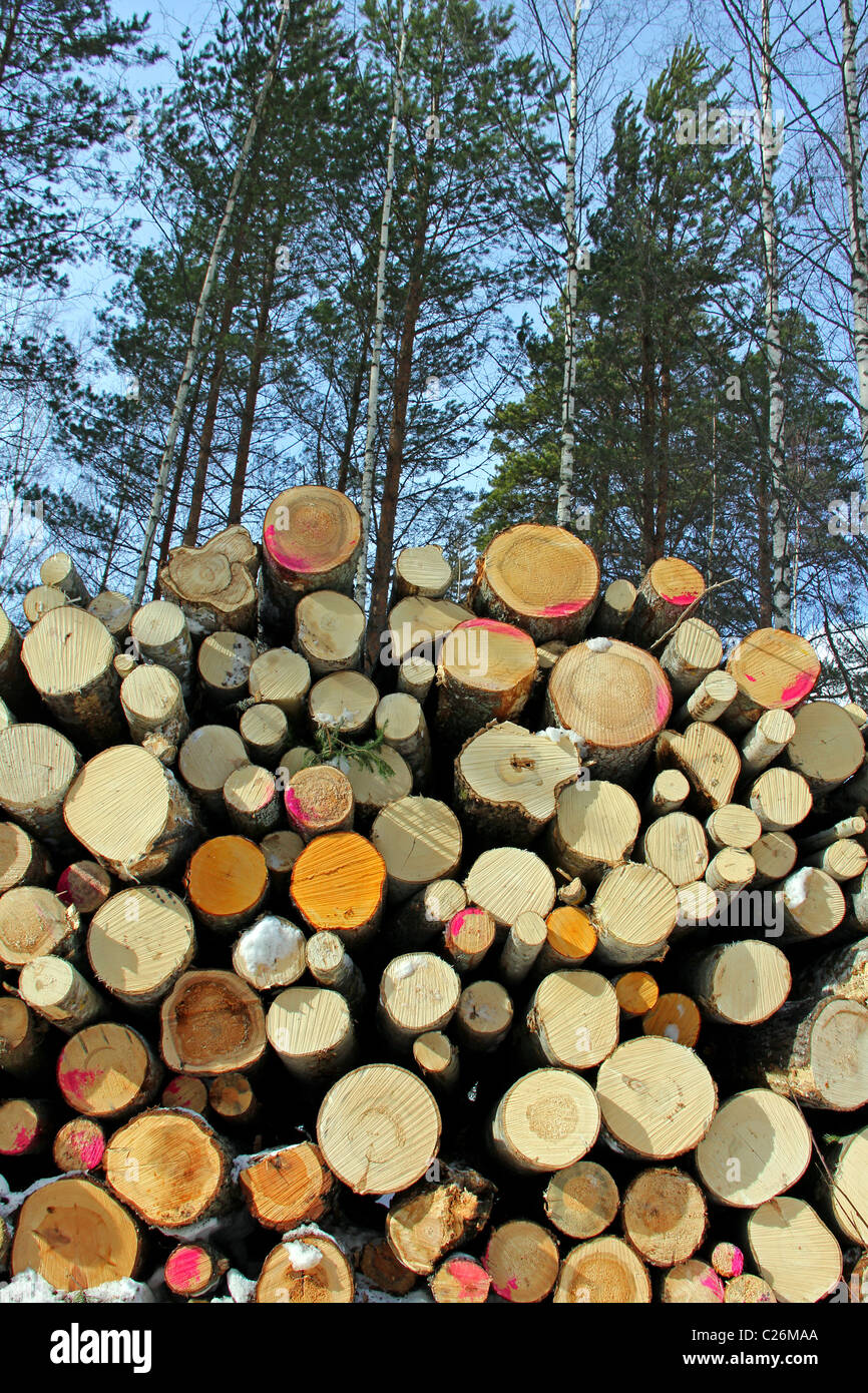 Stacked Wooden Logs in Forest, Vertical View Stock Photo - Alamy