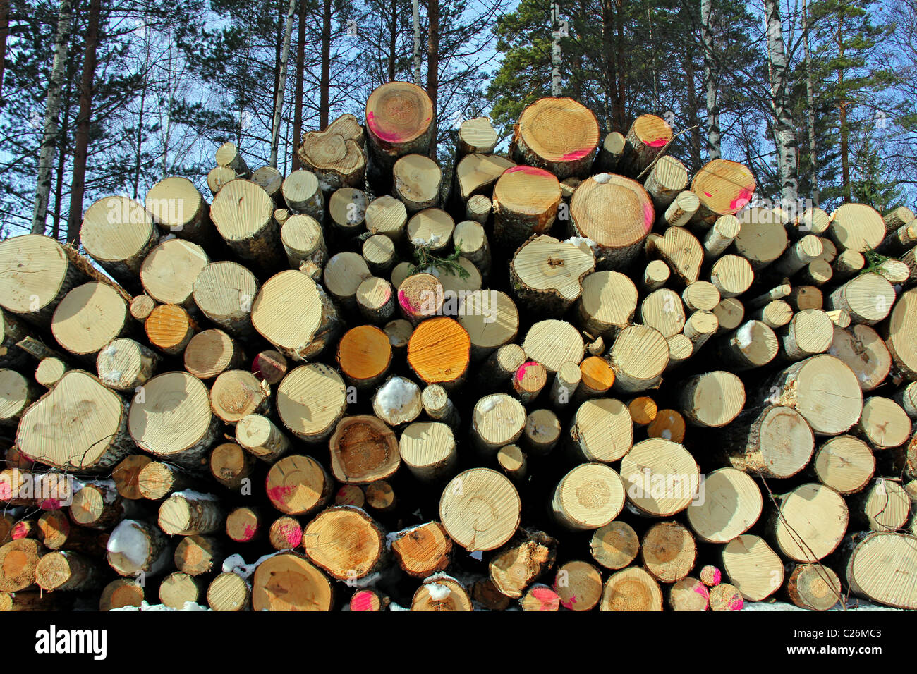 Stacked Wooden Logs in Forest, Horizontal View Stock Photo - Alamy