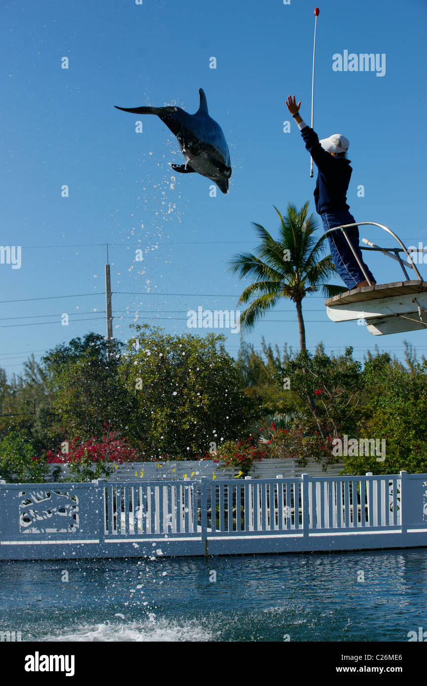 Dolphin key largo hi-res stock photography and images - Alamy