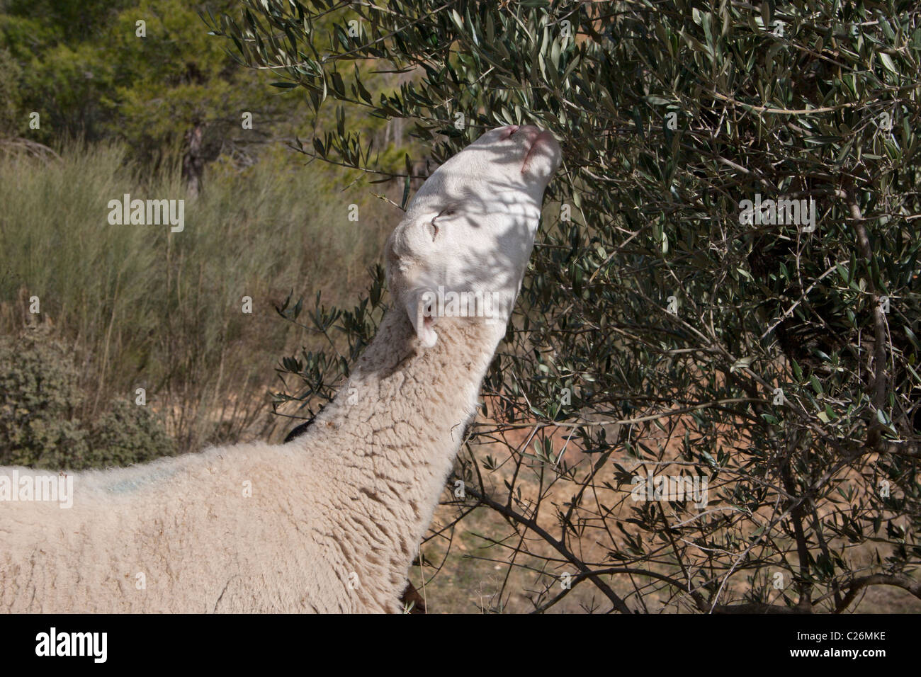 Olive tree sheep hi-res stock photography and images - Alamy