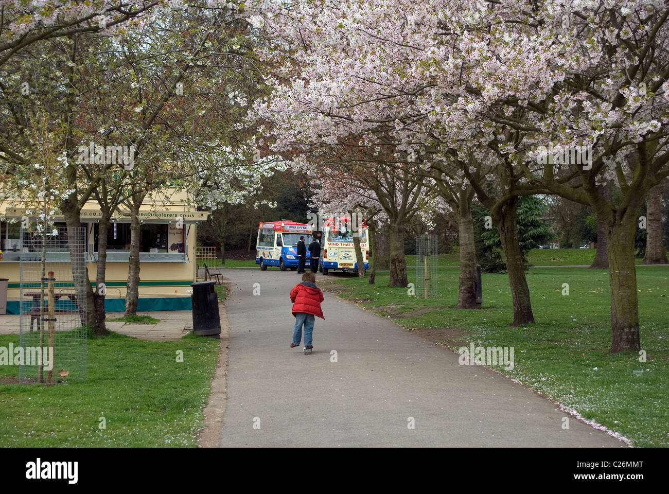 Boy passing a cherry path in a park Stock Photo - Alamy