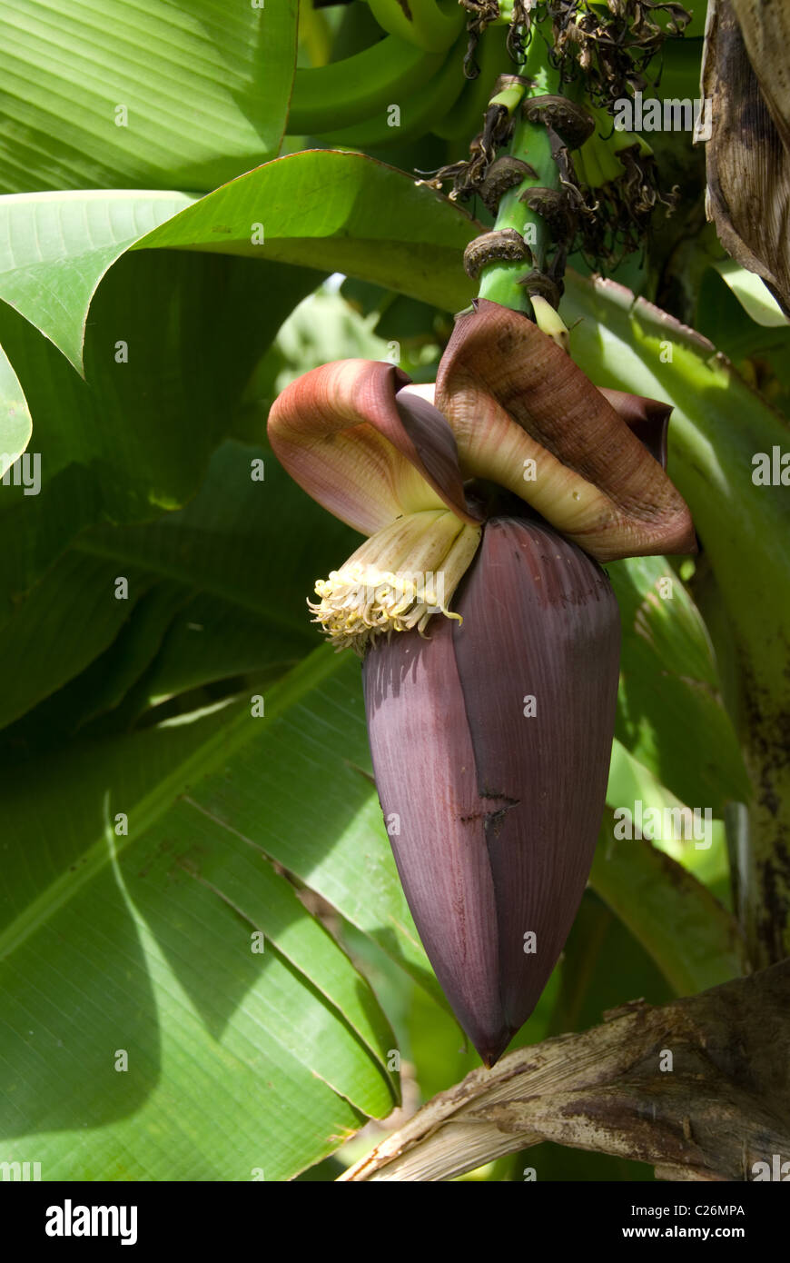 banana flower, Cape Verde Stock Photo - Alamy
