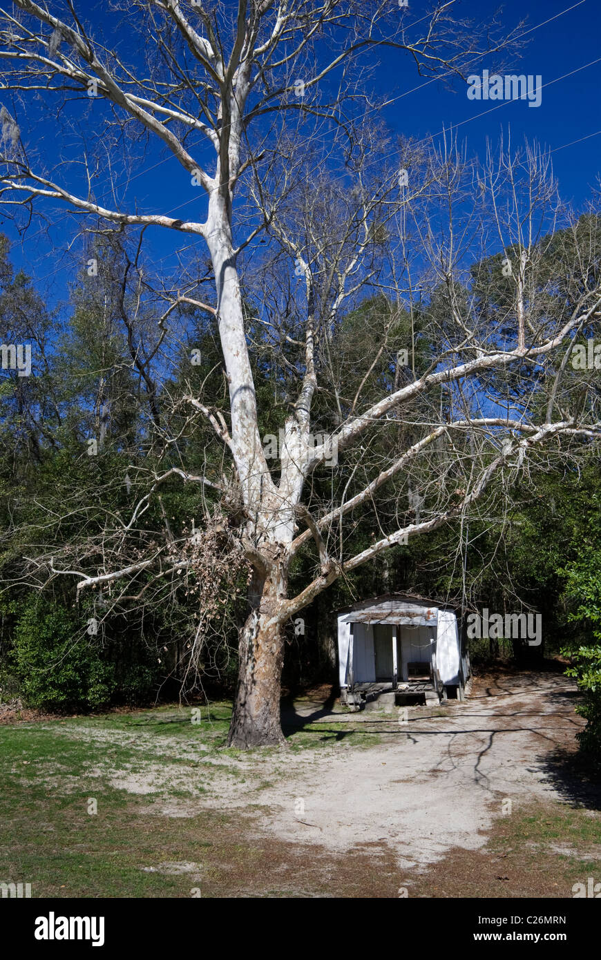 huge white barked tree looms over tiny shack in rural North Florida ...