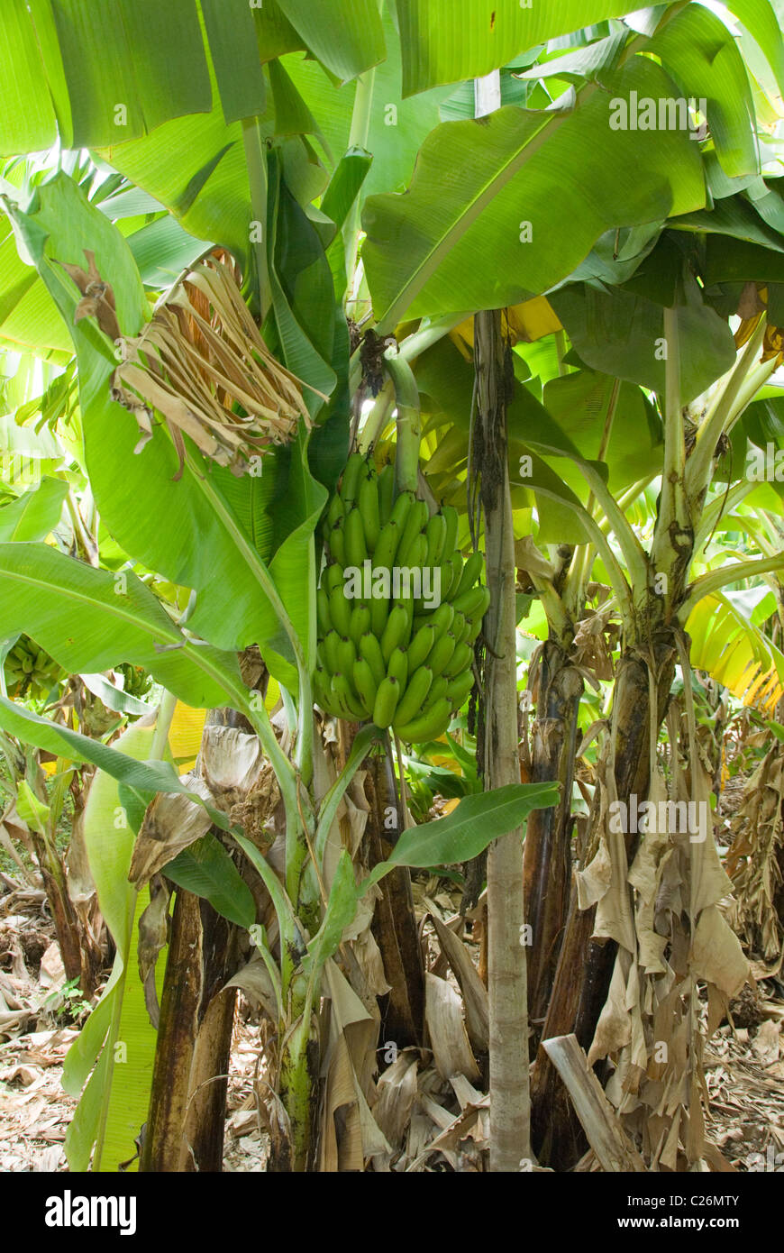 Healthy bananas in a plantation on Fogo Island, Cape Verde, off the ...