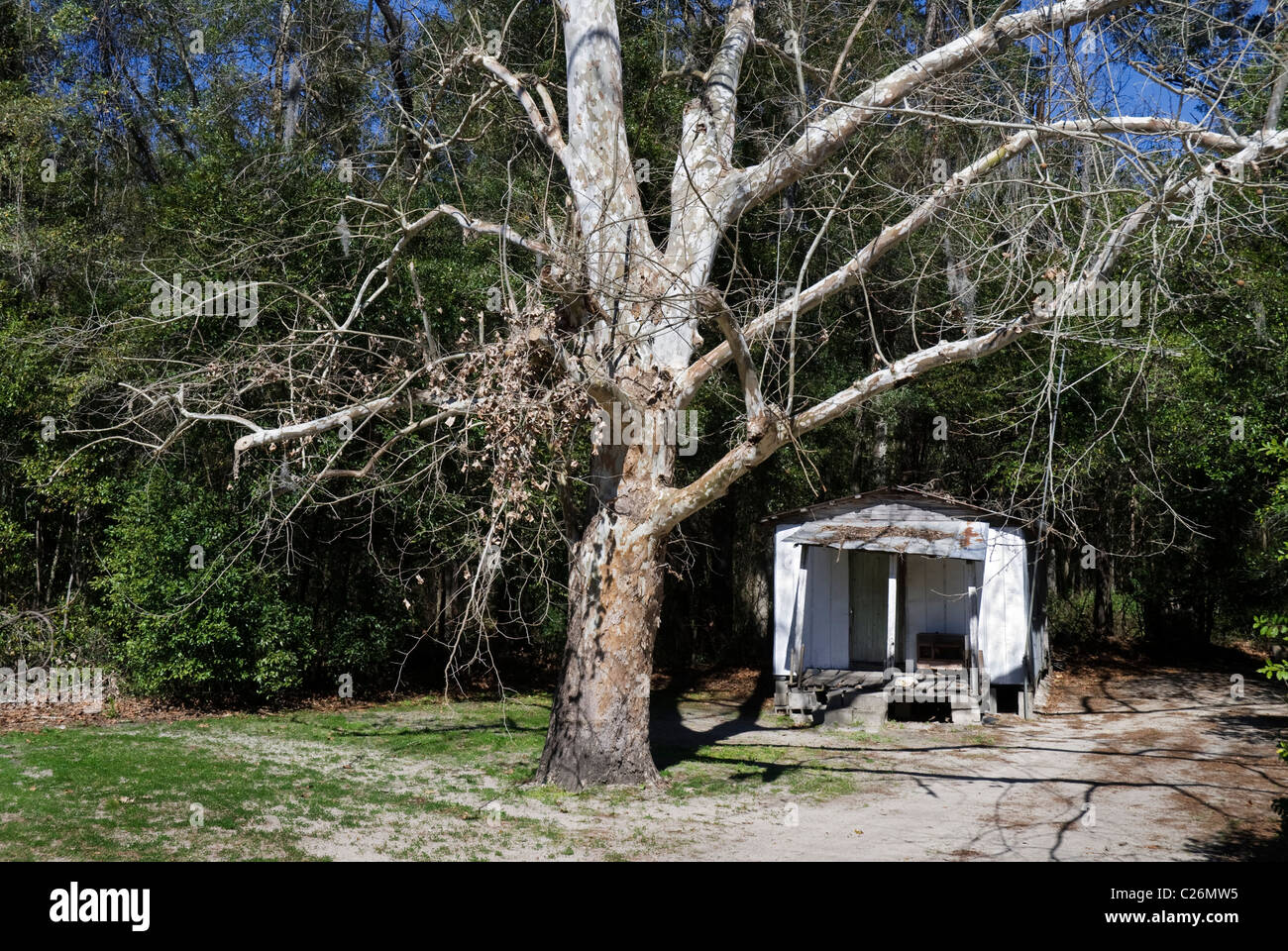 huge white barked tree looms over tiny shack in rural North Florida ...
