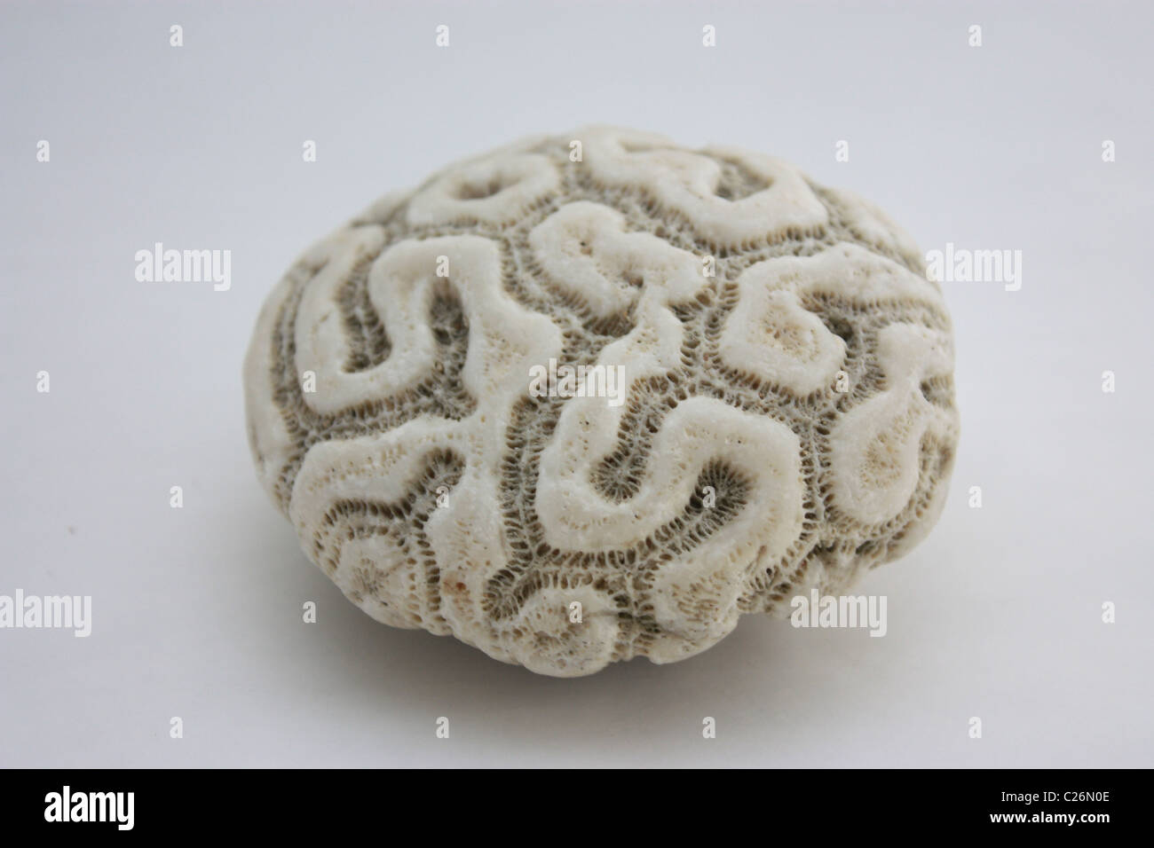 Caribbean brain coral Stock Photo - Alamy