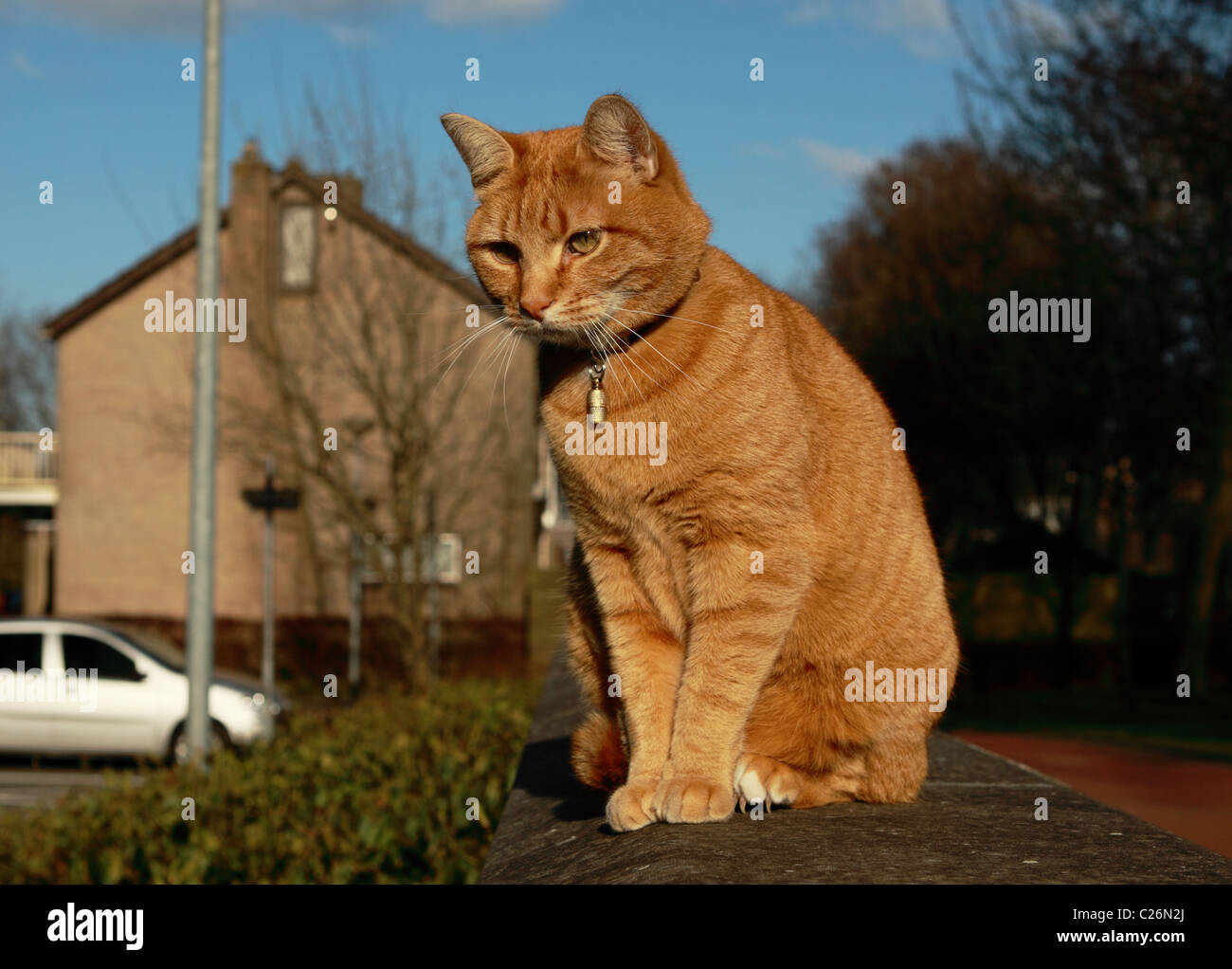 red-haired cat seating on the street Stock Photo - Alamy