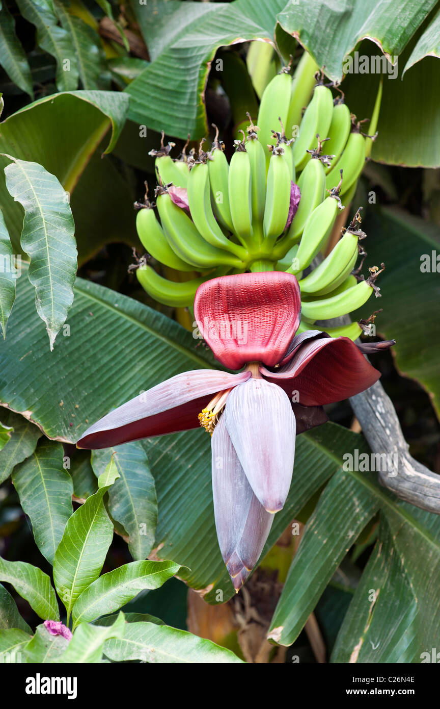 Wild banana plant in Oman Stock Photo - Alamy