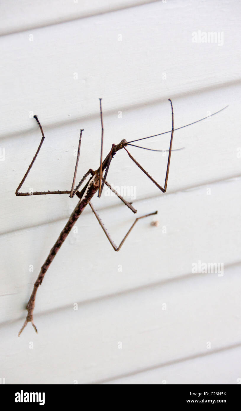 Australian stick mantis hi-res stock photography and images - Alamy