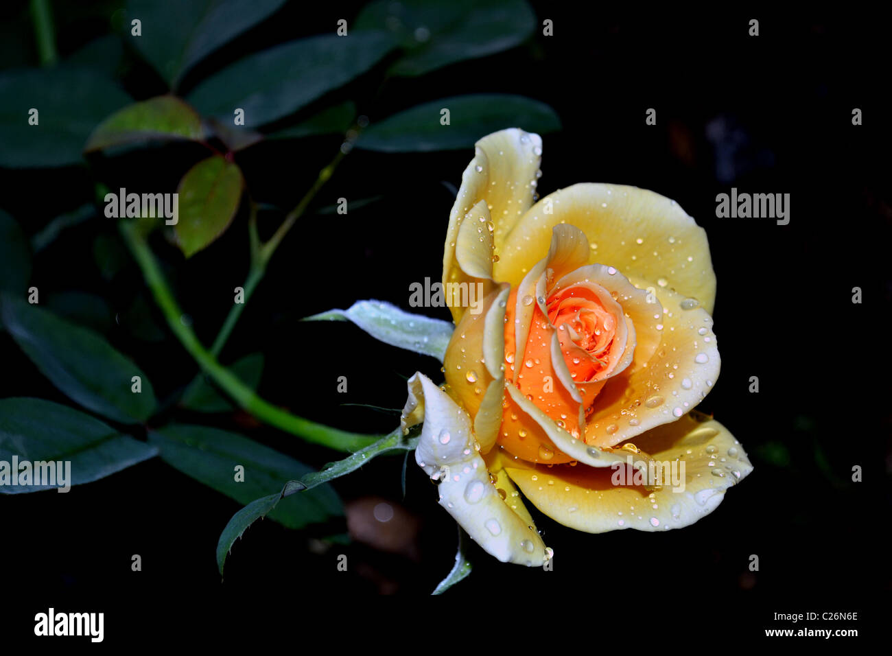 Close up of hybrid tea rose Stock Photo - Alamy