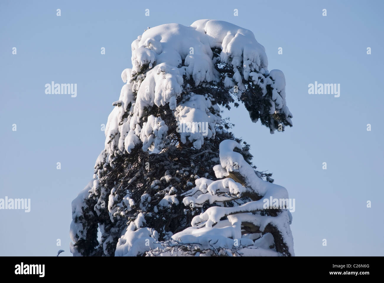 Snowy spruce treetop hi-res stock photography and images - Alamy