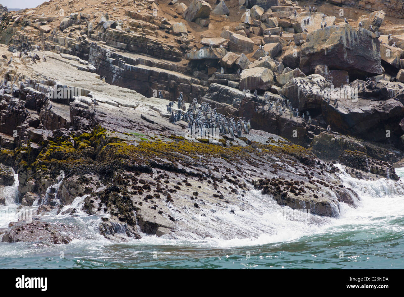 Humboldt Penguin Colony, Palomino Islands, Callao, Lima, Peru Stock ...