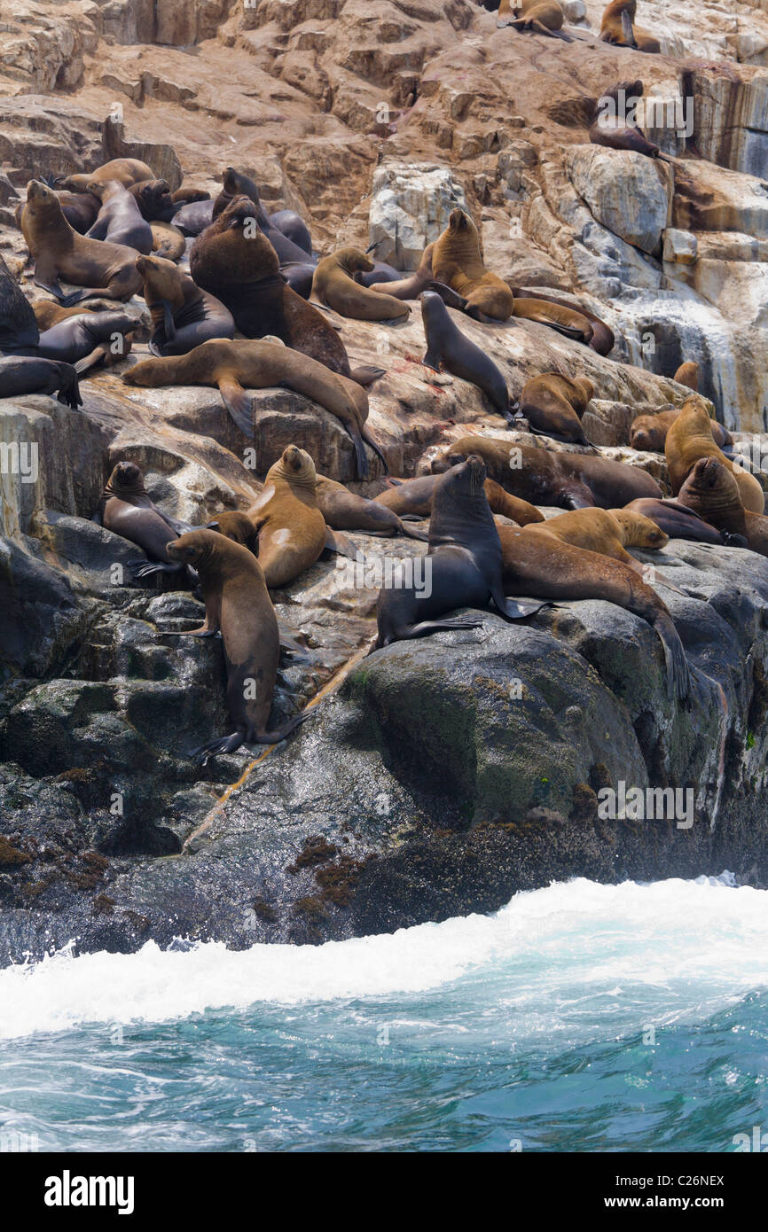 Sea Lion Colony High Resolution Stock Photography and Images - Alamy