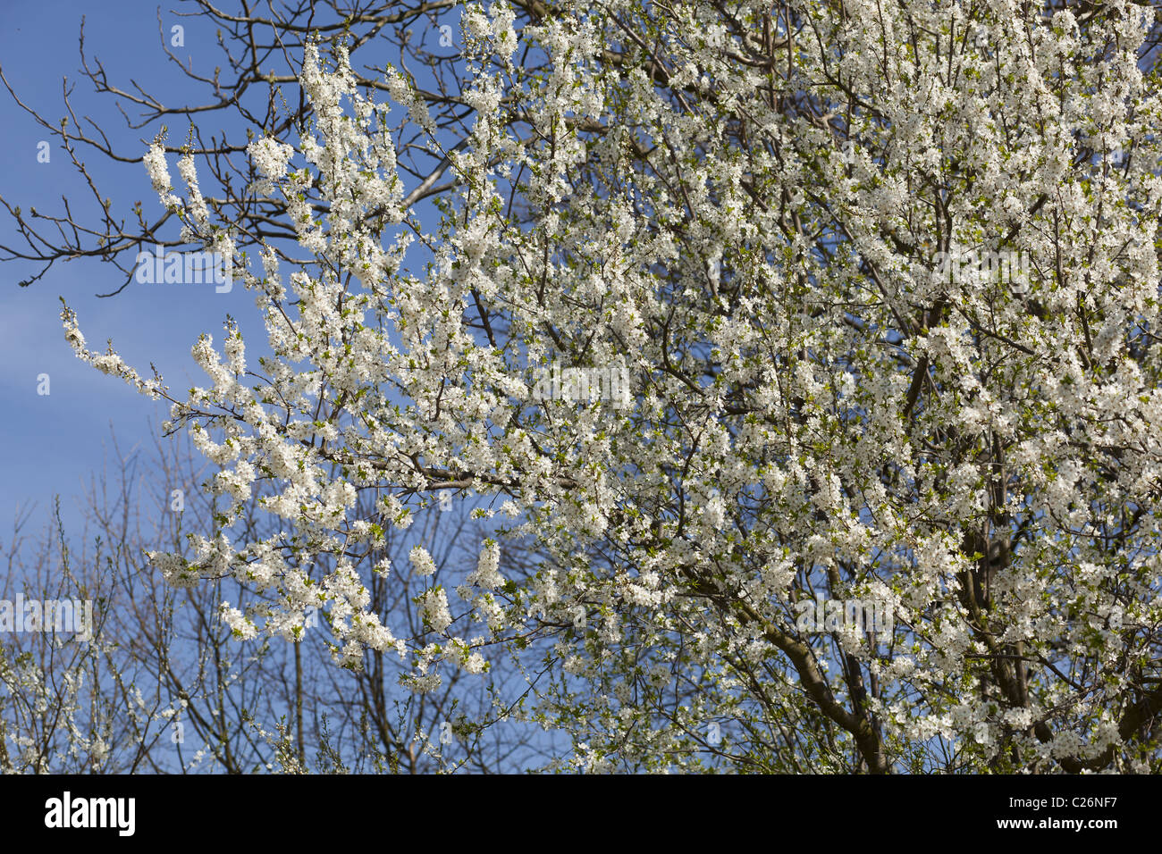Bloosom on clear spring day Stock Photo - Alamy