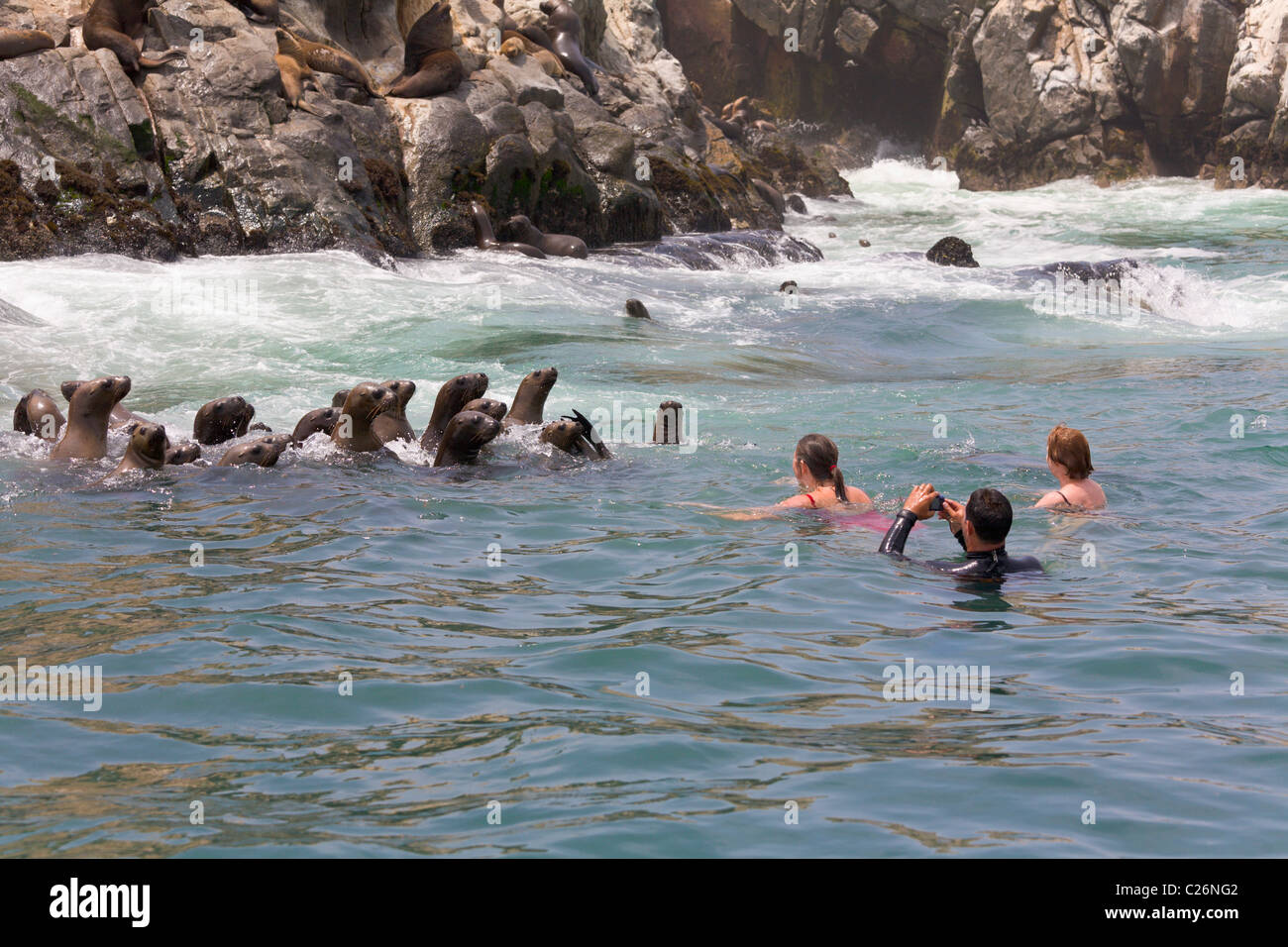 Tourists swimming with Sea Lions, Palomino Islands, Callao, Lima, Peru ...