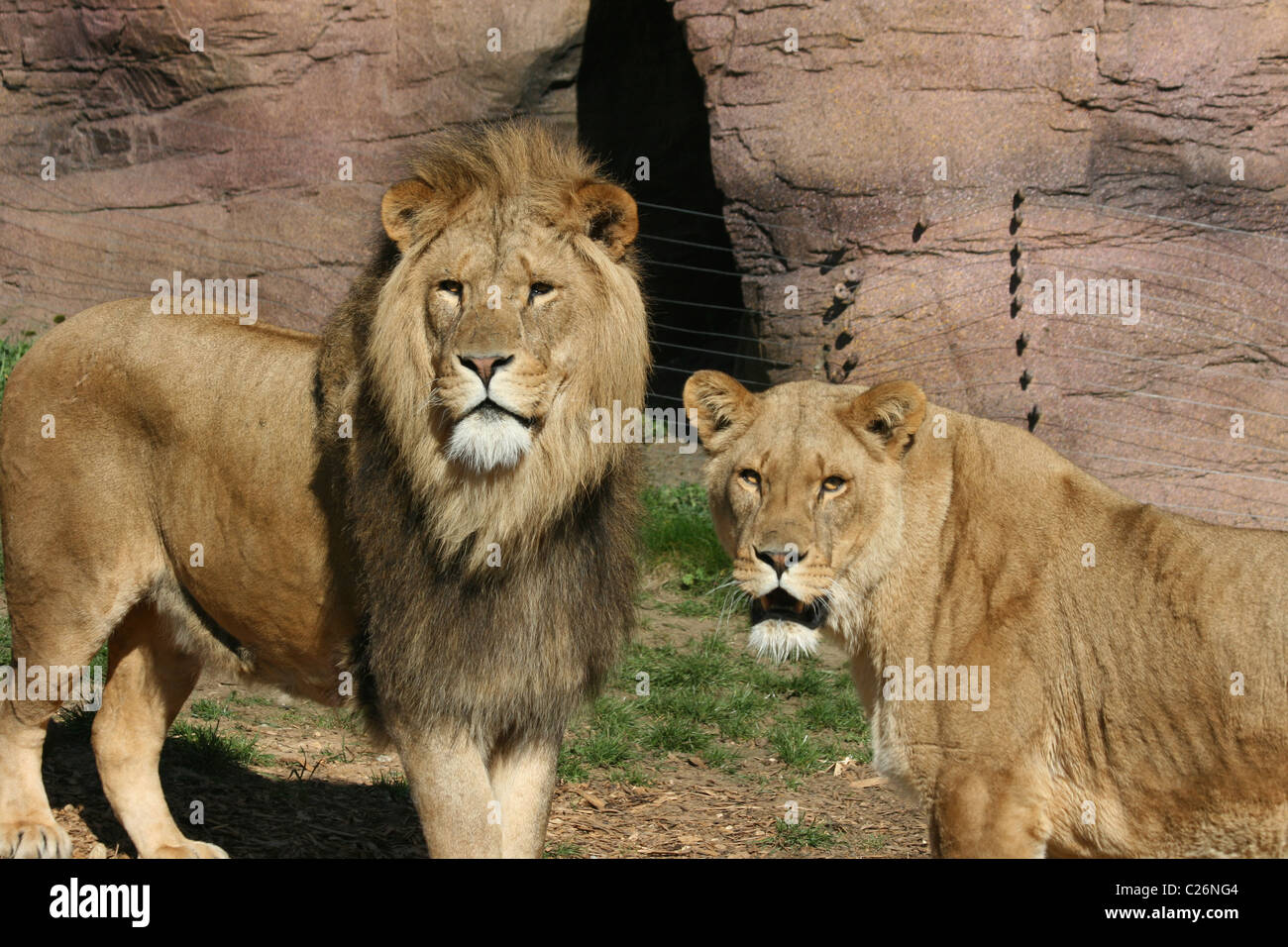A male and female lion together in their enclosure Stock Photo - Alamy
