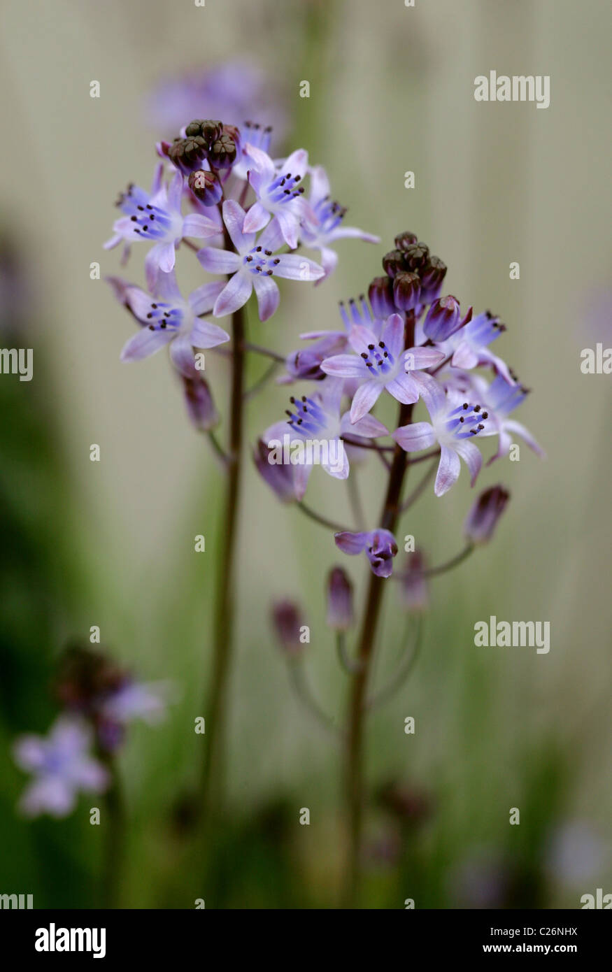 Autumn Squill, Prospero autumnale (syn. Scilla autumnalis), Liliaceae ...