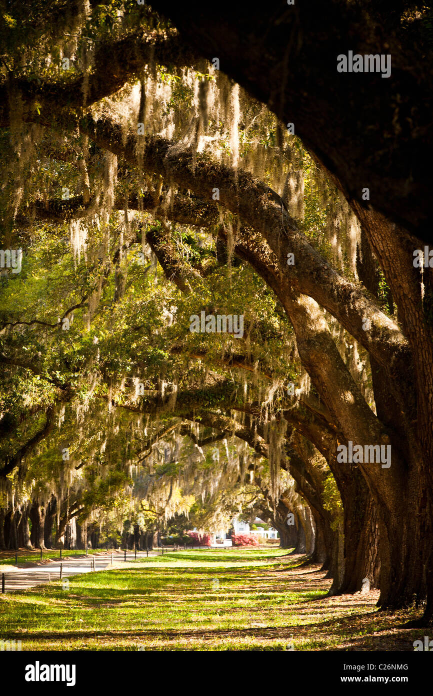 Boone plantation hi-res stock photography and images - Alamy