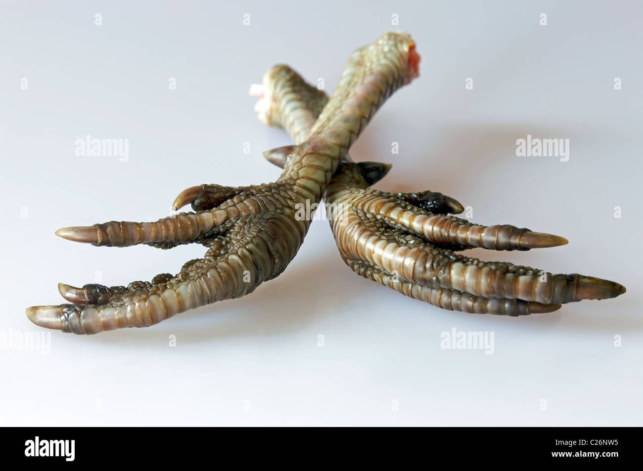 pheasant claws Stock Photo - Alamy