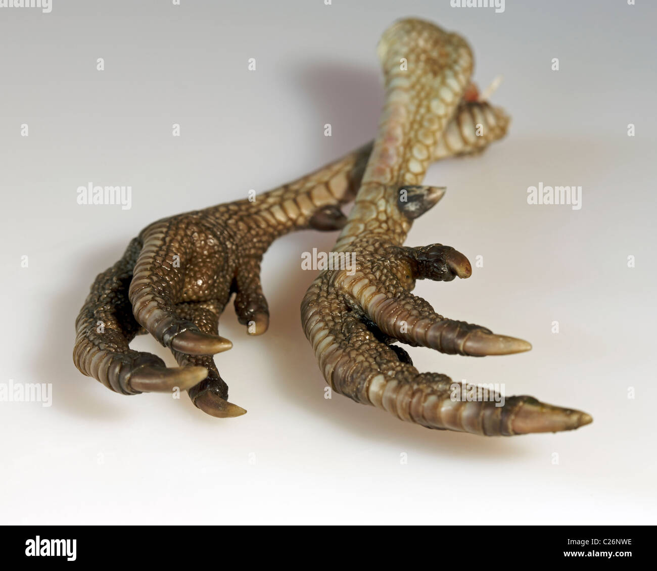 Pheasant claws hi-res stock photography and images - Alamy