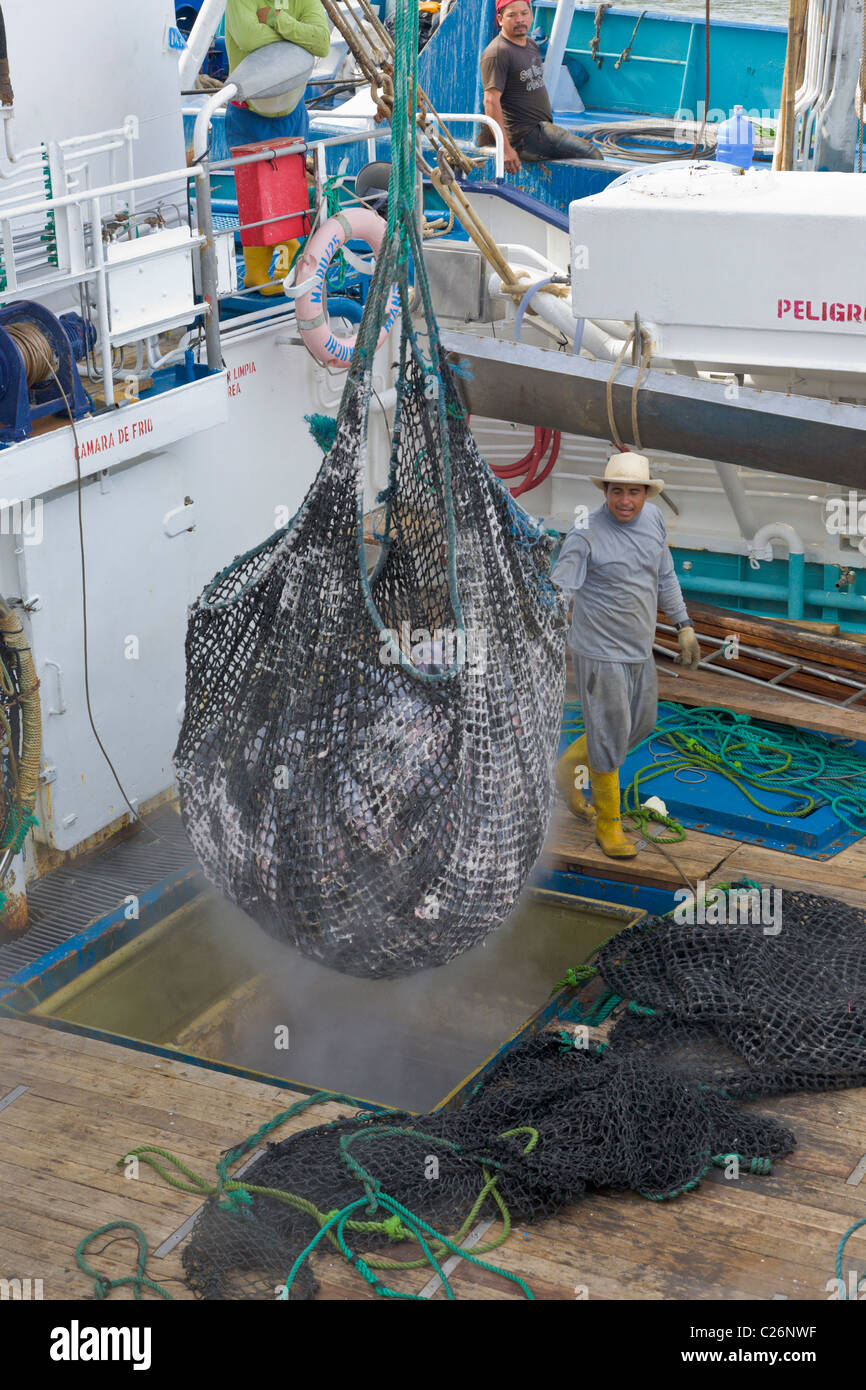 Tuna being unloaded from fishing boat, Manta, Ecuador Stock Photo - Alamy