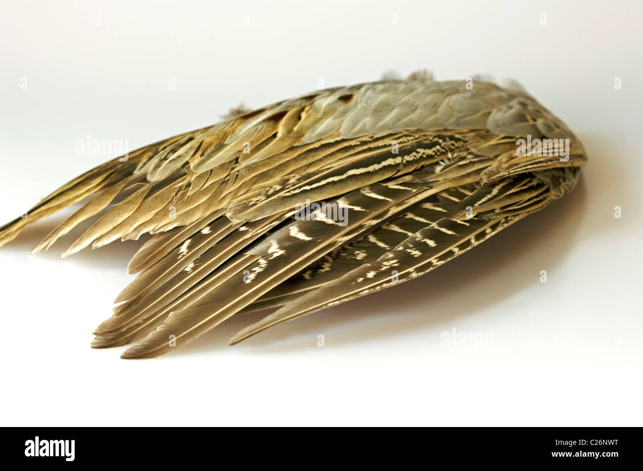 pheasant's wing feathers Stock Photo - Alamy