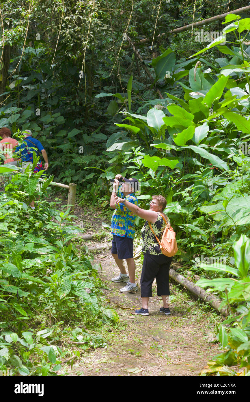 Tourists walking along trail in Pacoche Cloud Forest, Ecuador Stock ...