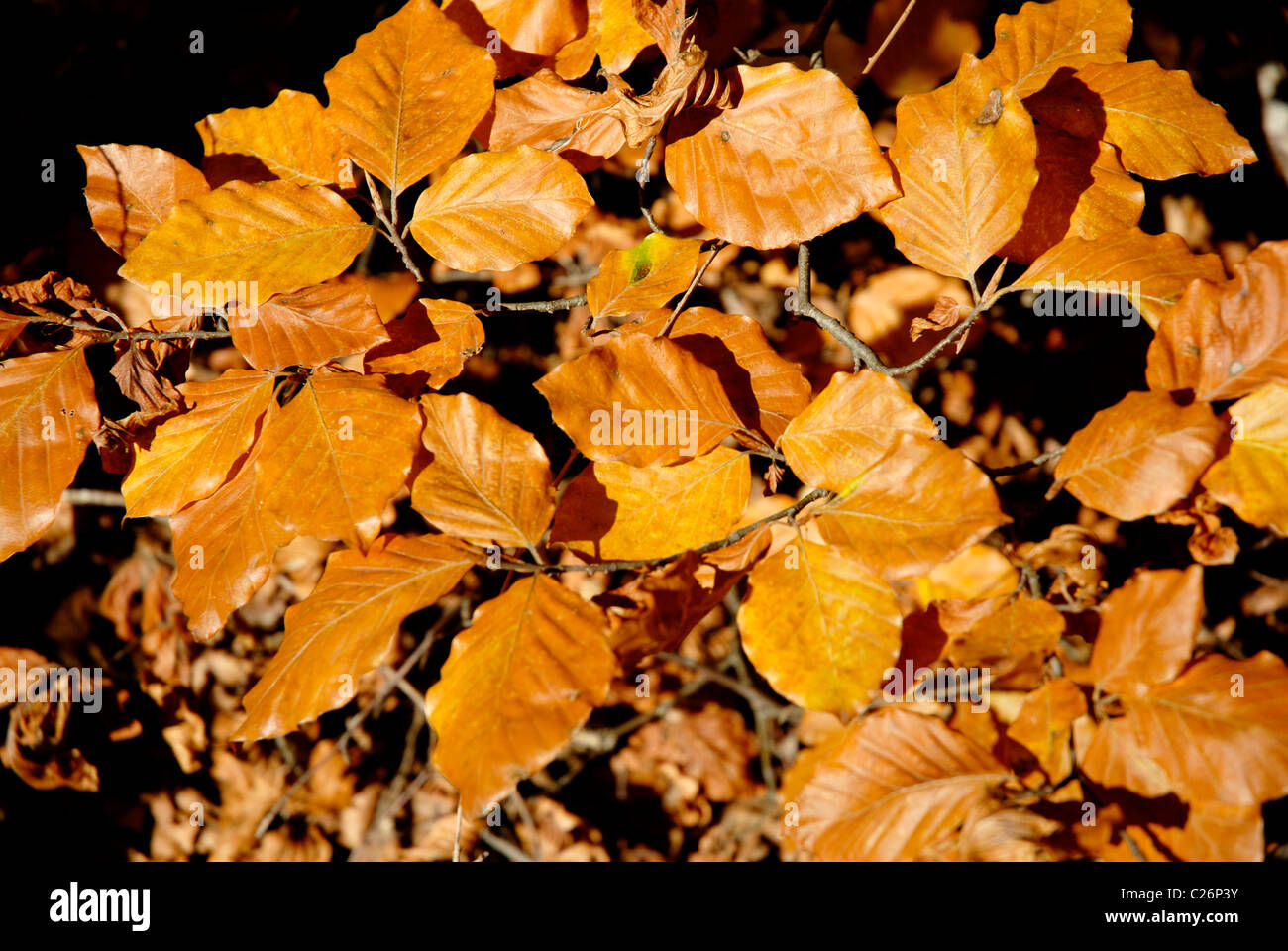 Catalonian wildlife hi-res stock photography and images - Alamy