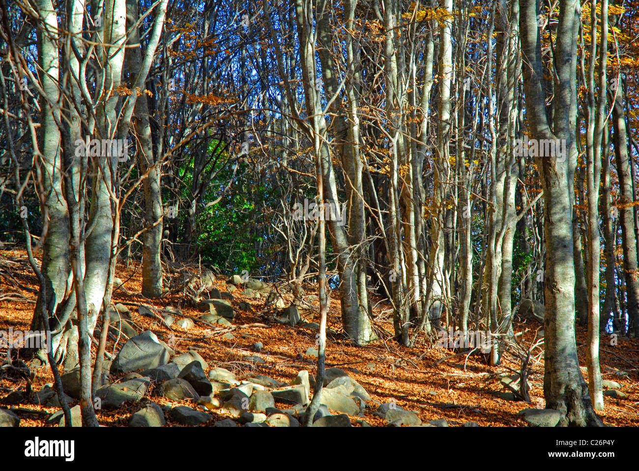 Catalonian wildlife hi-res stock photography and images - Alamy
