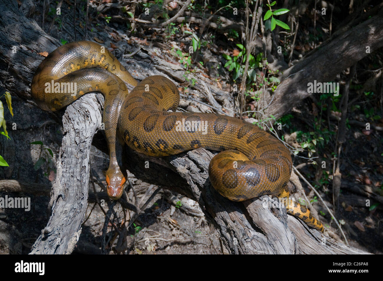 Anaconda Amazon High Resolution Stock Photography and Images - Alamy