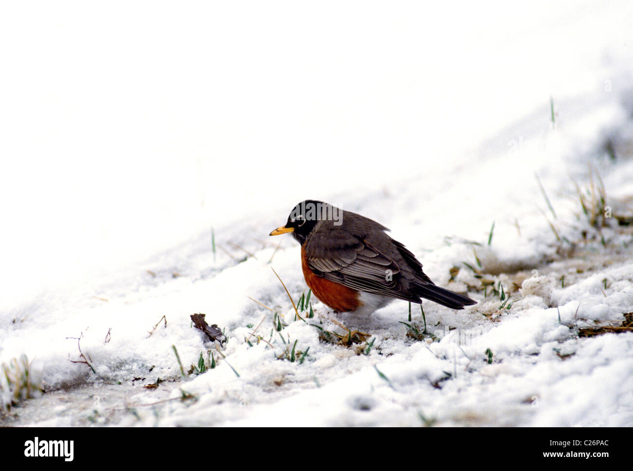 Robin in snow funny hi-res stock photography and images - Alamy