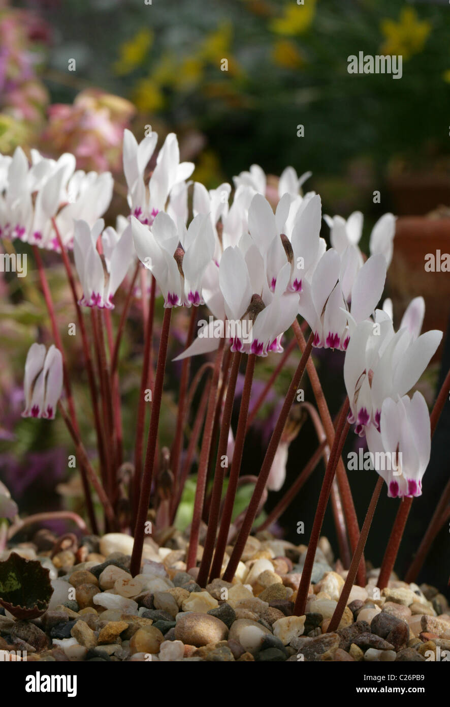 Cyprus Cyclamen, Cyclamen cyprium, Myrsinaceae, Cyprus Stock Photo - Alamy