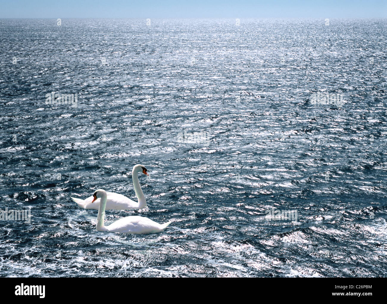 Two swans lost at sea Stock Photo - Alamy