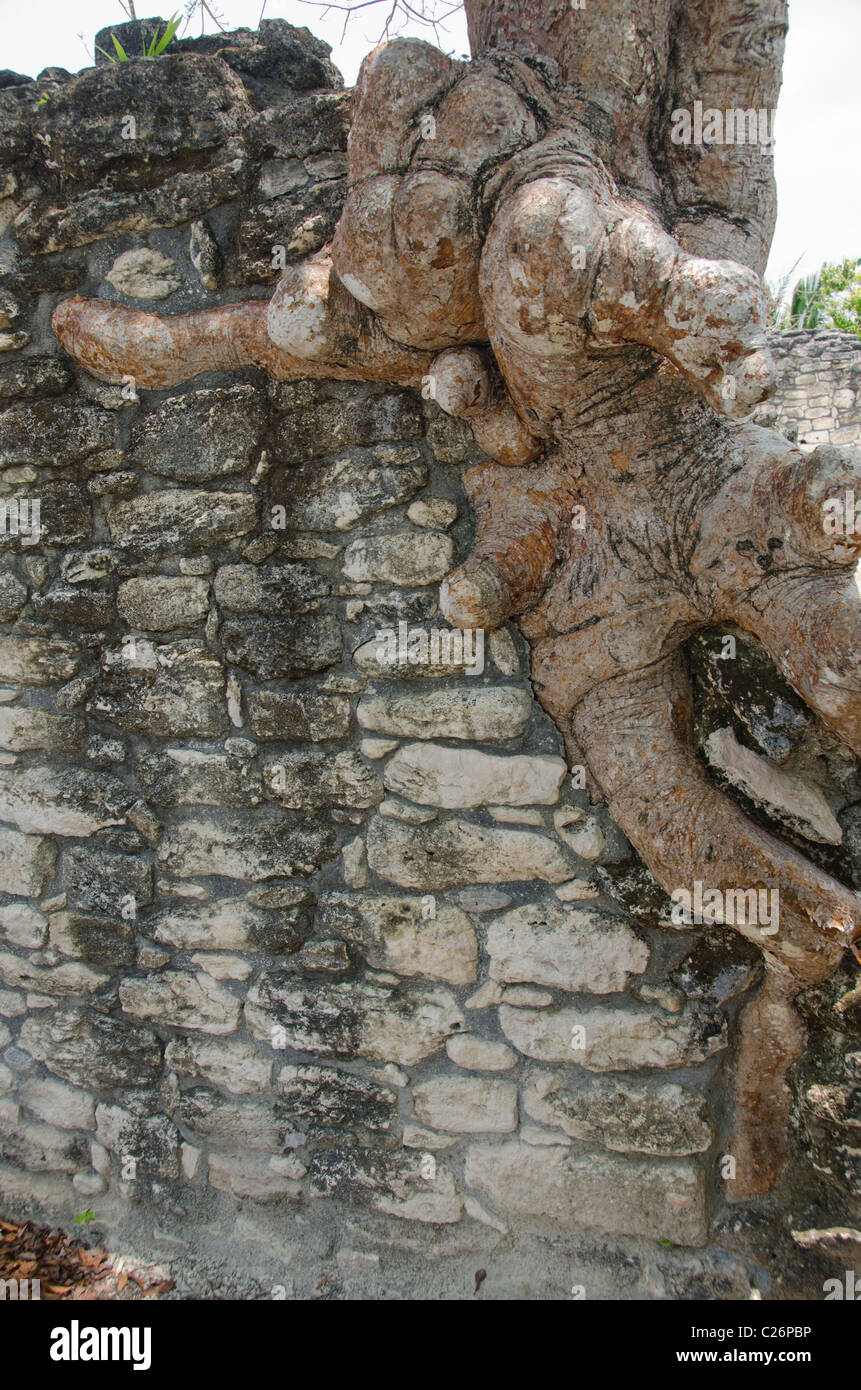 Mexico, Quintana Roo, Yucatan Peninsula near Costa Maya. Kohunlich ...
