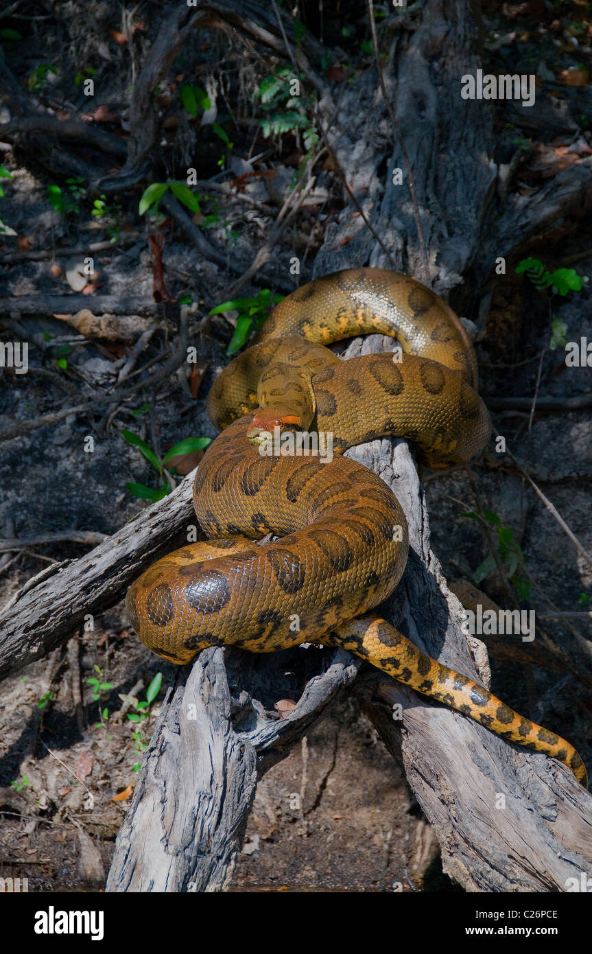Anaconda amazon hi-res stock photography and images - Alamy