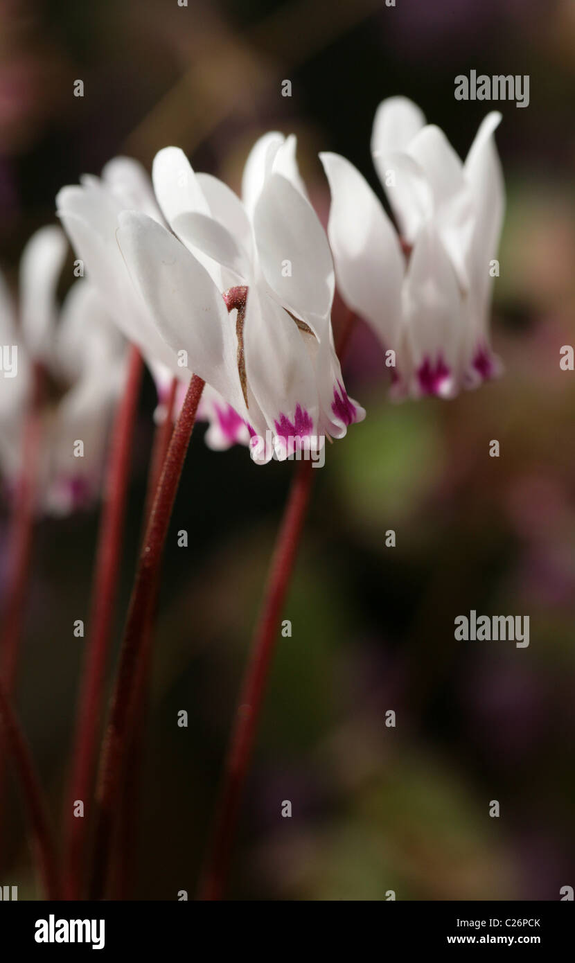 Cyprus cyclamen cyclamen cyprium myrsinaceae hi-res stock photography ...
