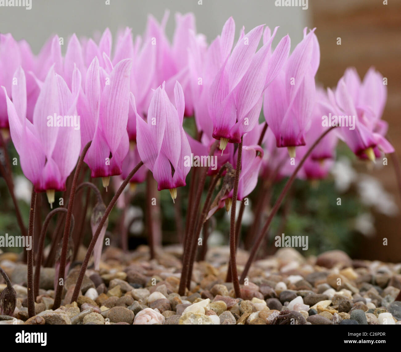 Myrsinaceae hi-res stock photography and images - Alamy