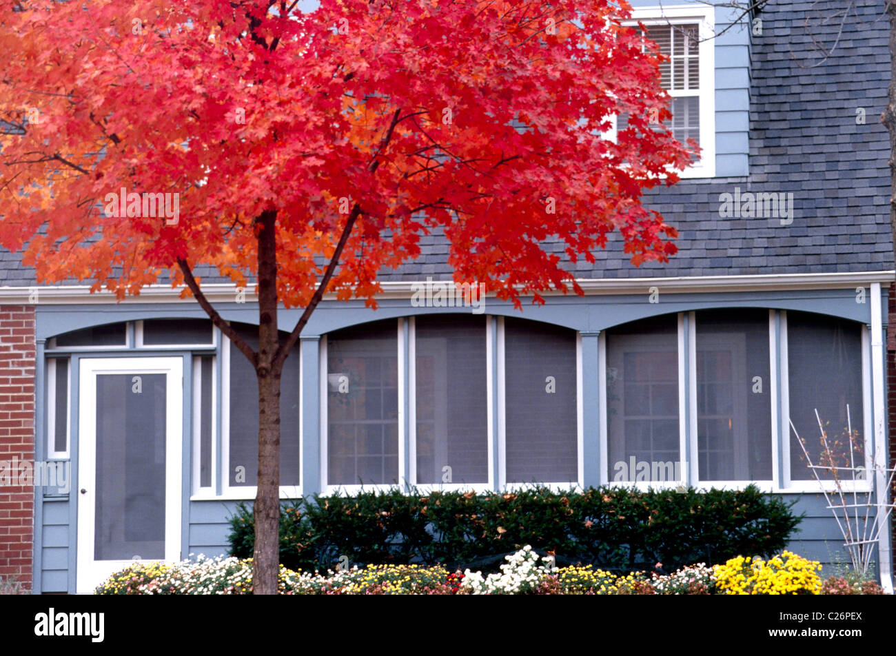 Blue gray wood house with gorgeous fall maple tree in front of house ...
