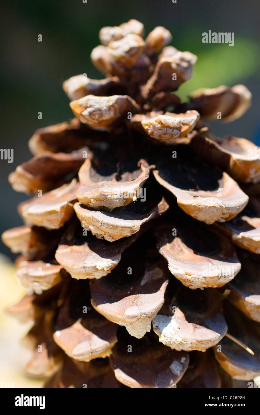 Pinus sylvestris cone hi-res stock photography and images - Alamy